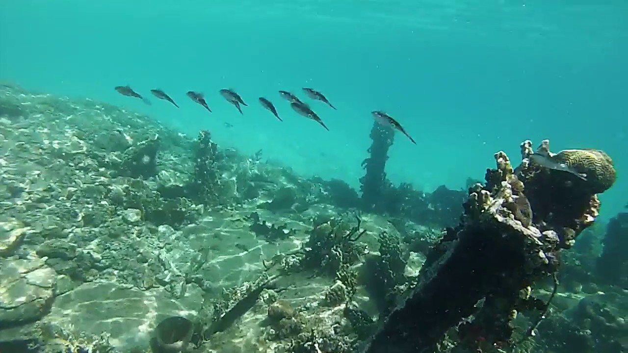 Dog Island Reef - Focus Fishing