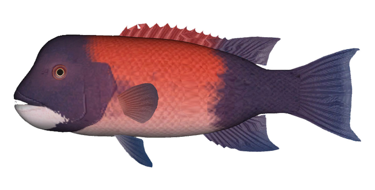 Pacific Sheepshead Fish