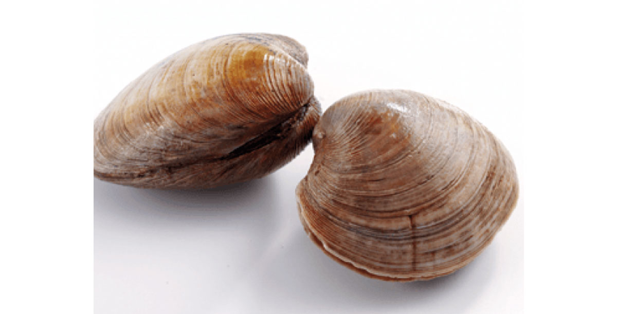 Clam - Focus Fishing