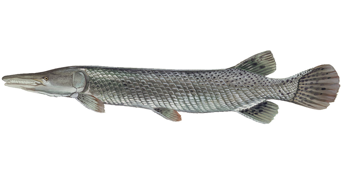 Alligator gar - Focus Fishing
