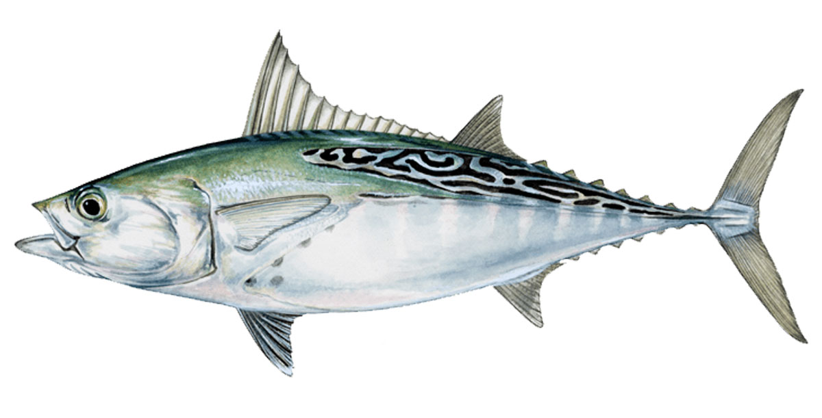 Bonito - Focus Fishing